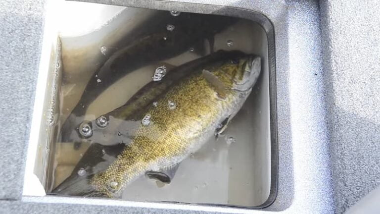 How To Vent A Bass: Guide To Venting A Fish Swim Bladder - Bass N Edge