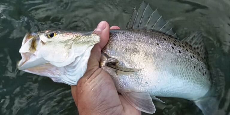 Penn Battle 2 and Battle 3 Spinning Reel Review