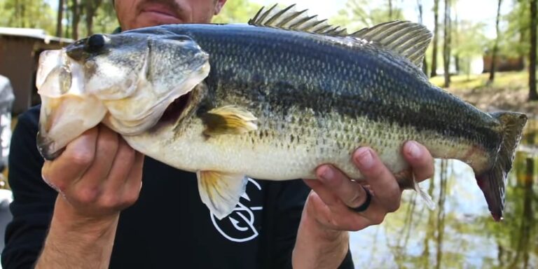 Largemouth Bass - America's Favorite Game Fish - Bass N Edge