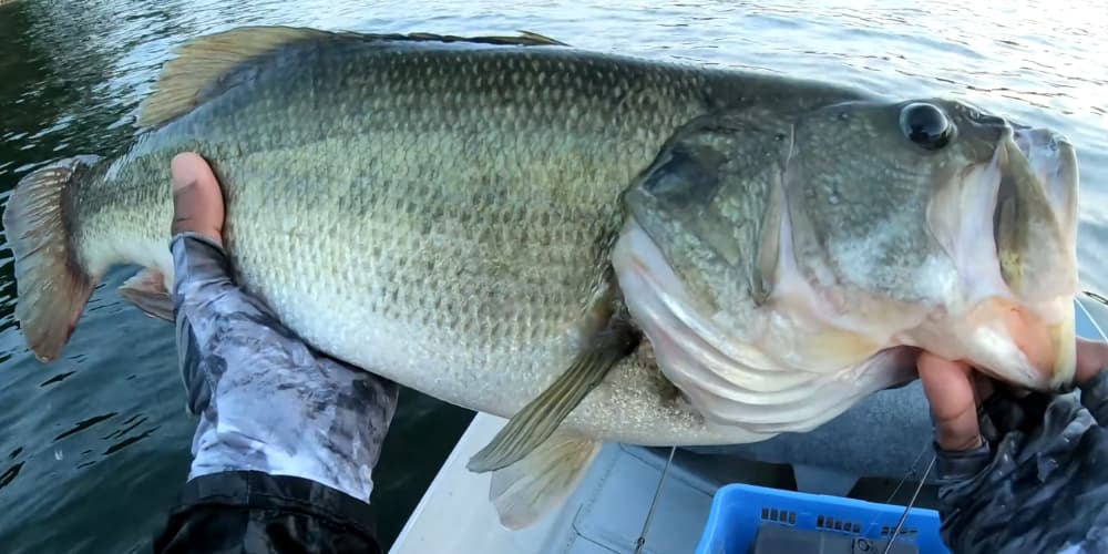Largemouth Bass - America's Favorite Game Fish - Bass N Edge