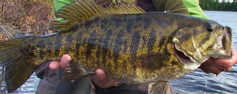 Smallmouth Bass - Detailed Guide to the Brown Bass - Bass N Edge