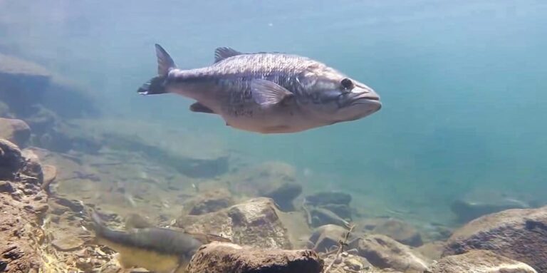 Spotted Bass - Bass N Edge