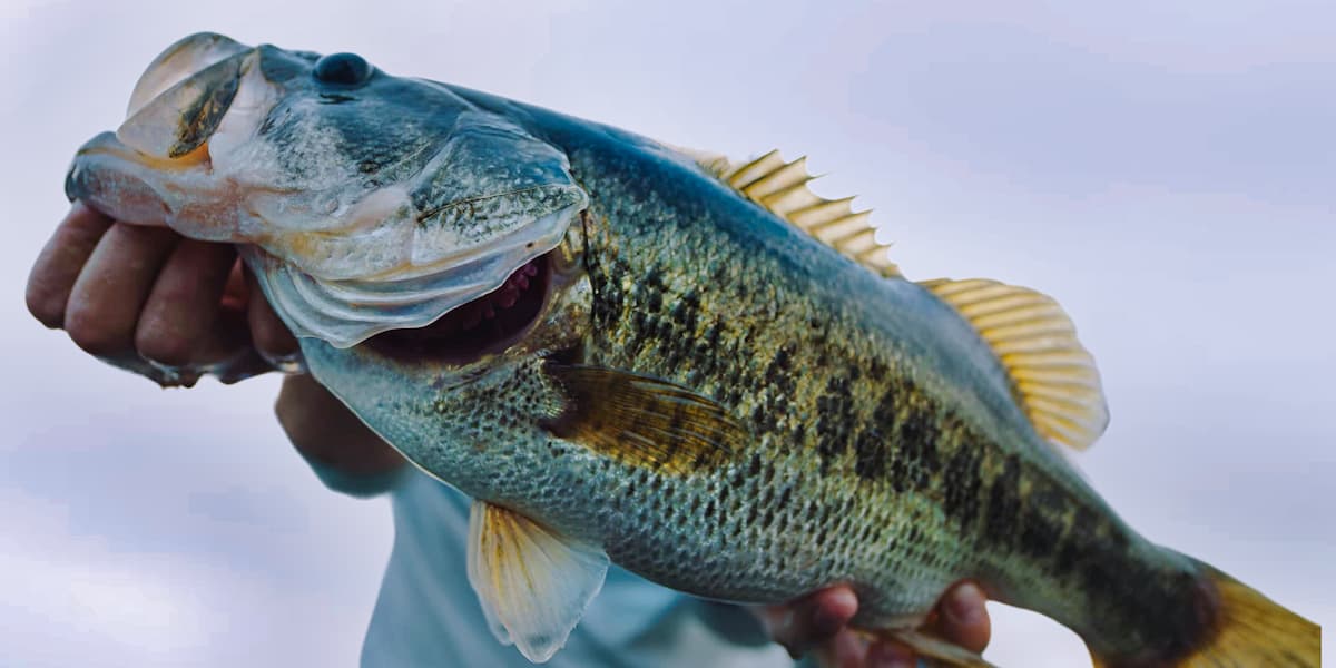 Springtime Fishing - How to Catch More Bass In Spring 2025 - Bass N Edge