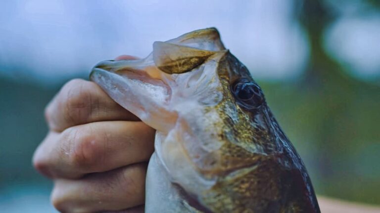 9 Best Spring Bass Lures To Increase The Fishing Action in 2025 - Bass ...