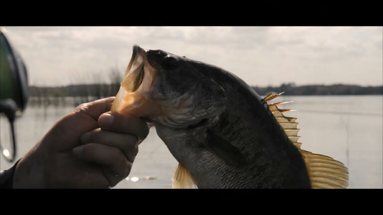Daiwa Procyon MQ LT Review - Bass N Edge